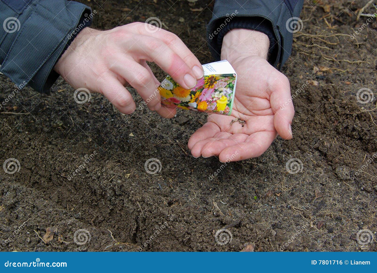 Sowing stock photo. Image of sprout, gardening, nature - 7801716