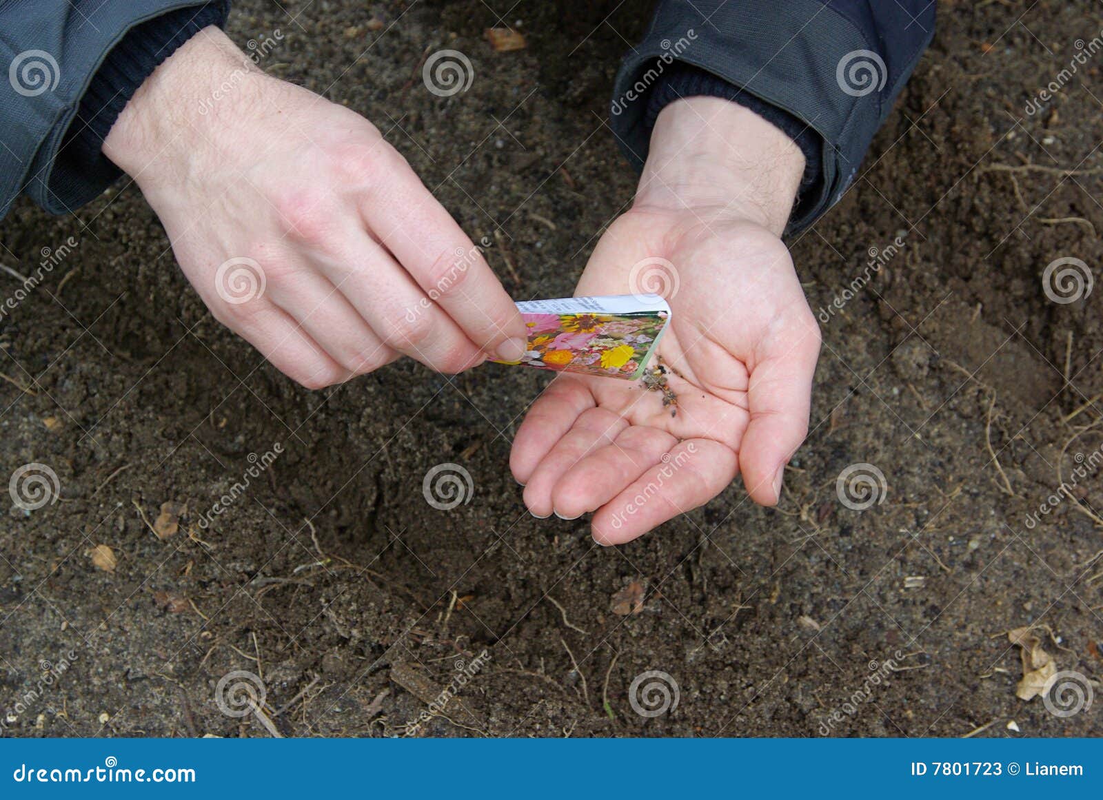 Sowing stock image. Image of leisure, nature, gardener - 7801723