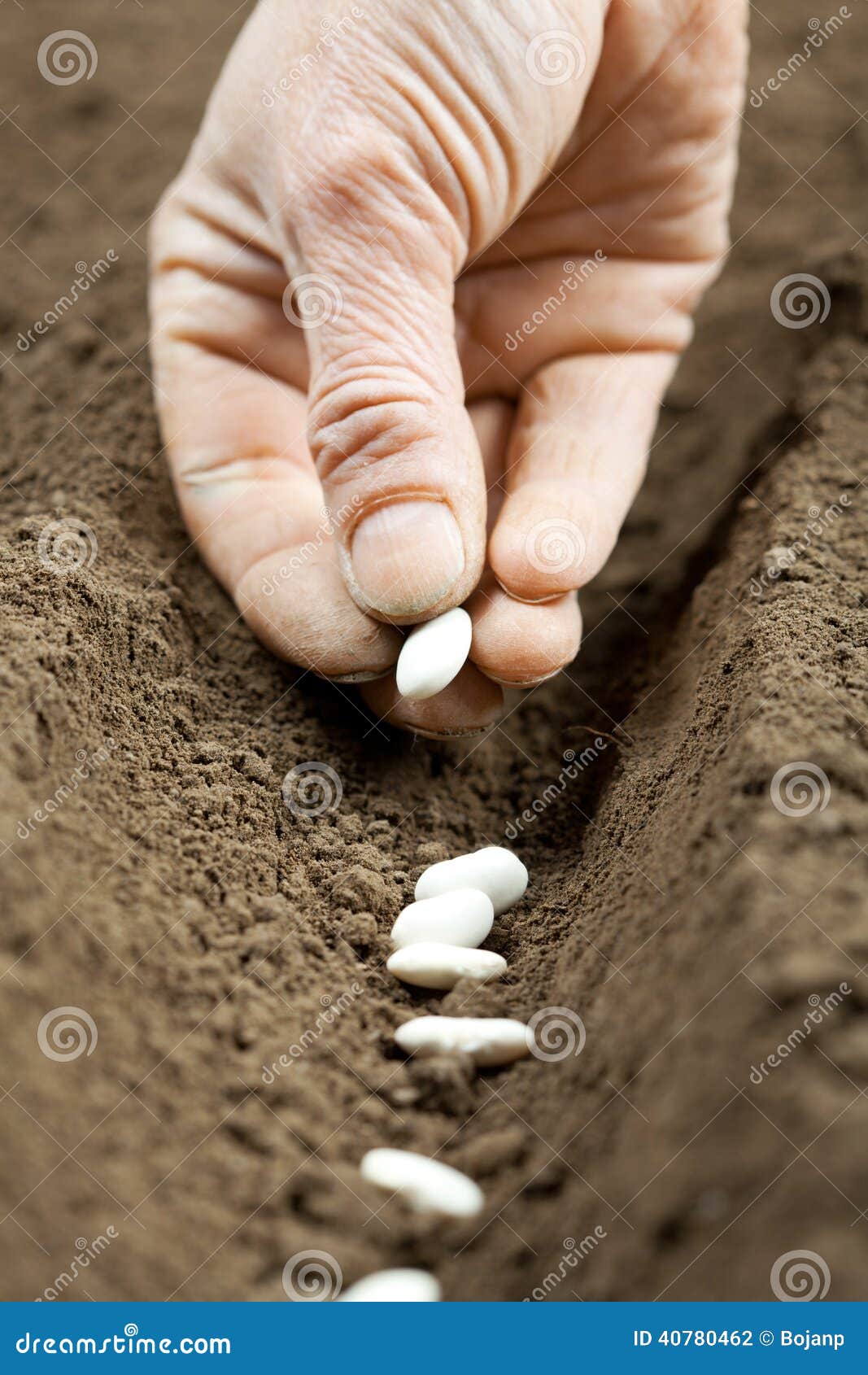 Sowing bean seeds stock photo. Image of agriculture, bean - 40780462
