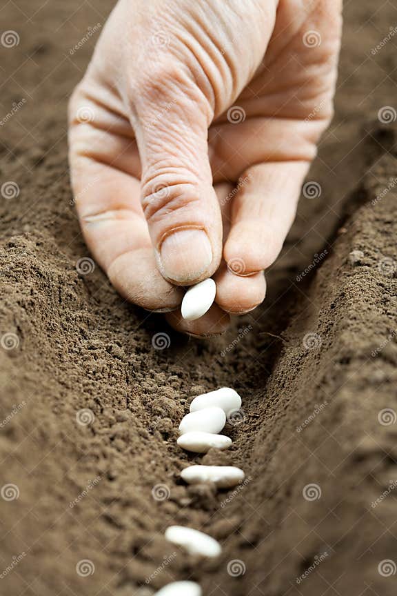 Sowing bean seeds stock photo. Image of agriculture, bean - 40780462