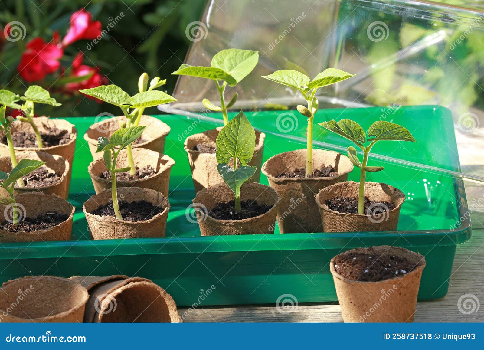 Sowing Beans in Peat Pots in a Mini Greenhouse Stock Photo - Image of ...