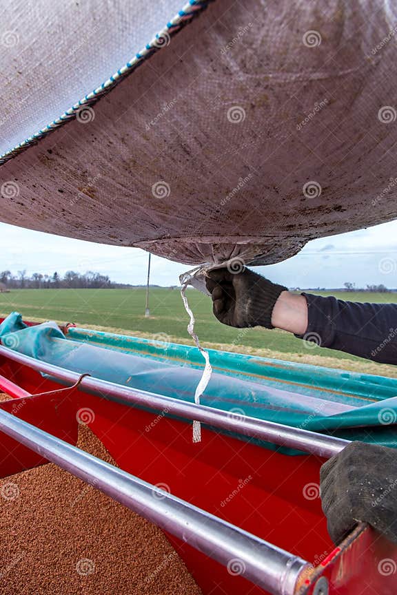 Sowing stock photo. Image of organic, bread, candid, autumn - 51485144