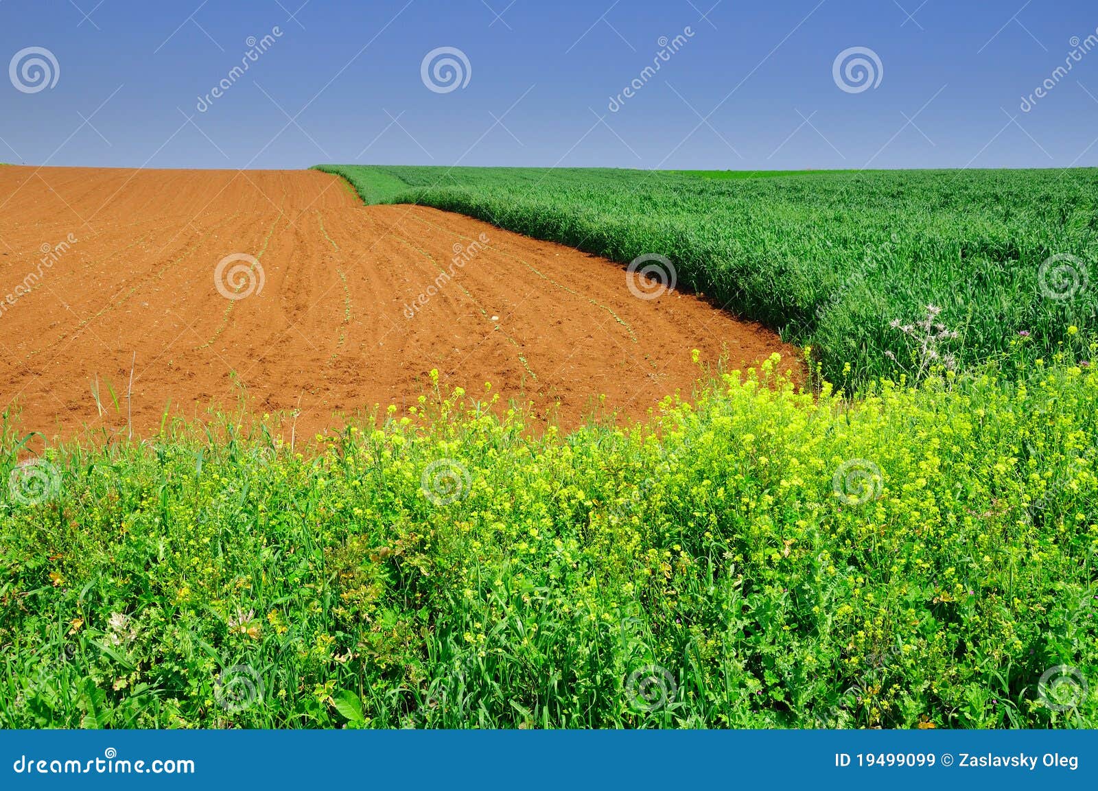 Sowing field. stock image. Image of grass, rural, spacious - 19499099