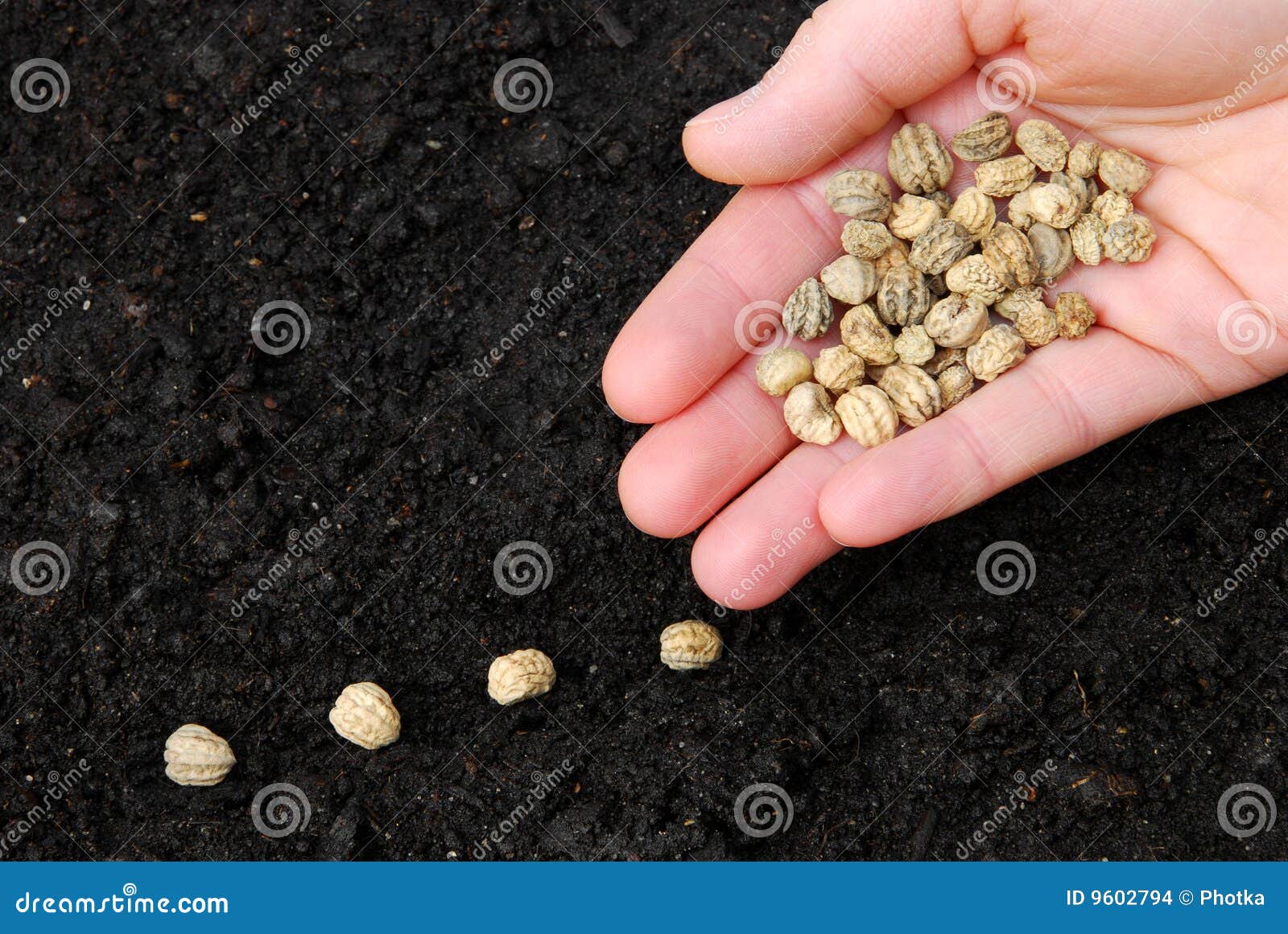 Sowing flower seeds stock photo. Image of flower, seeds - 9602794