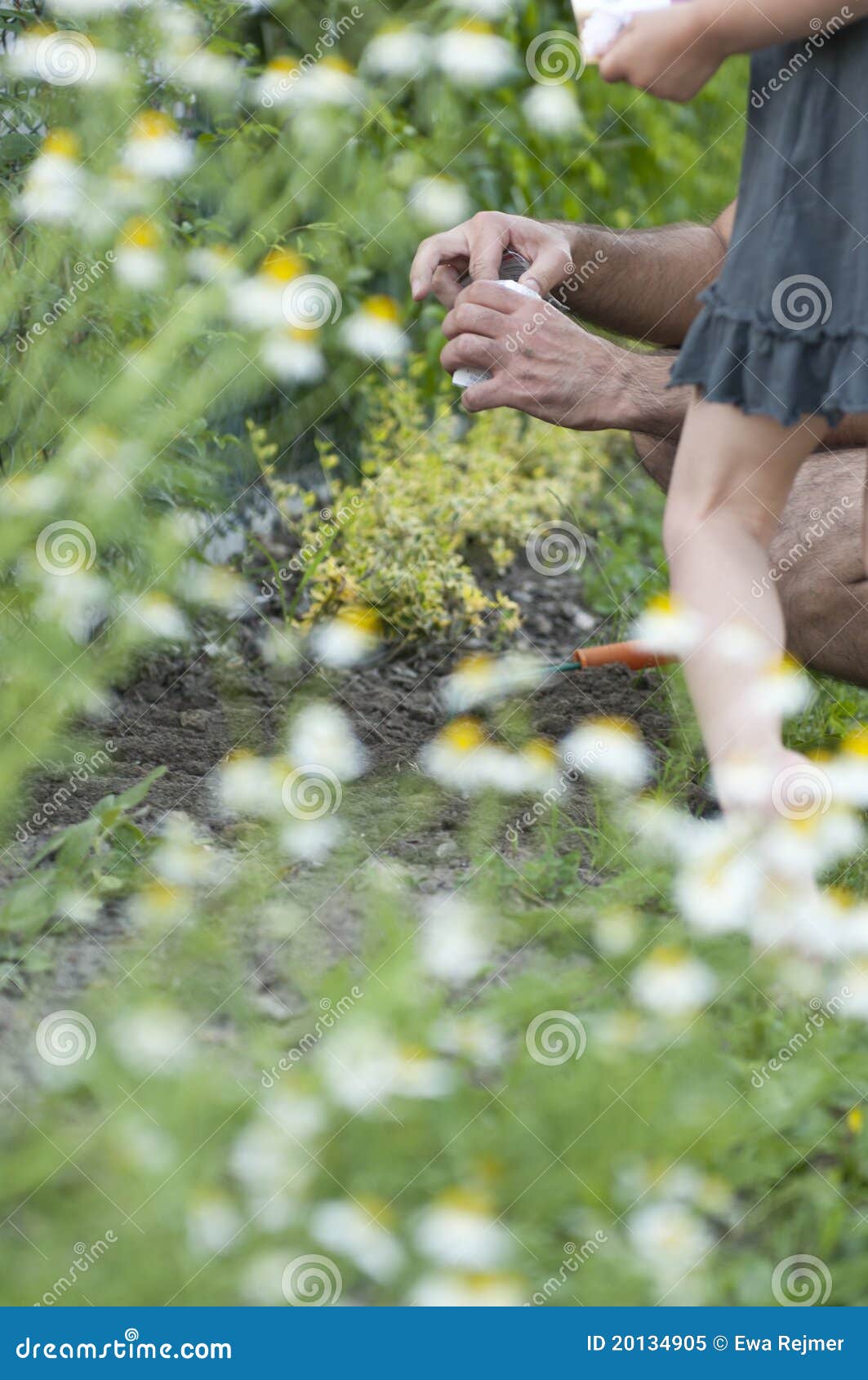 Sowing flowers at garden stock image. Image of sowing - 20134905
