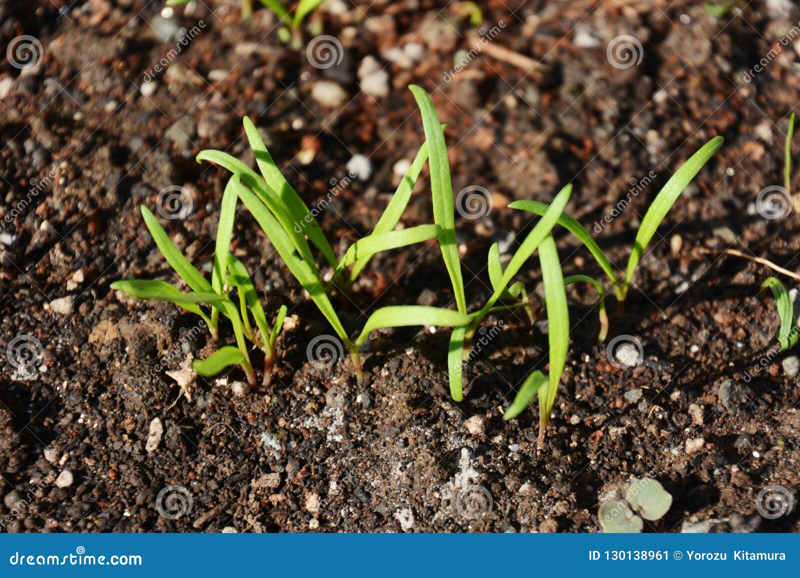 Sowing and Germination of Spinach Stock Image - Image of environment ...