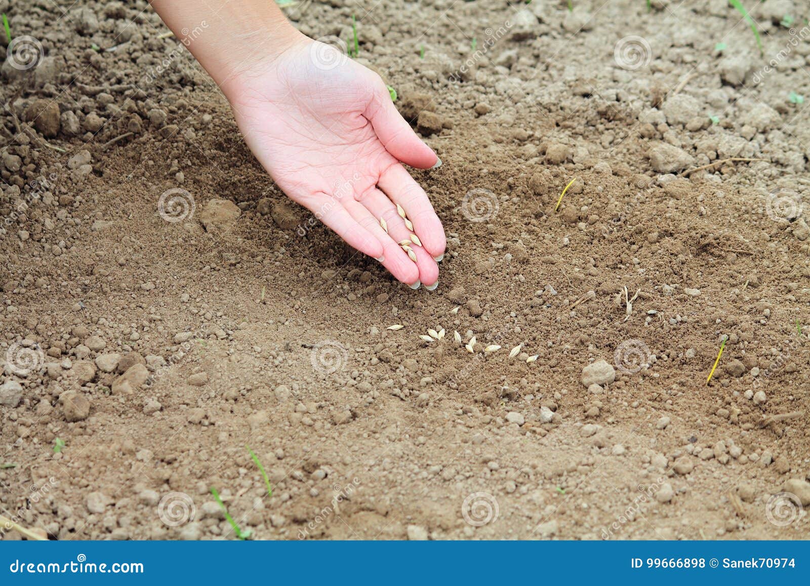 Sowing of grain stock photo. Image of grain, walk, soil - 99666898