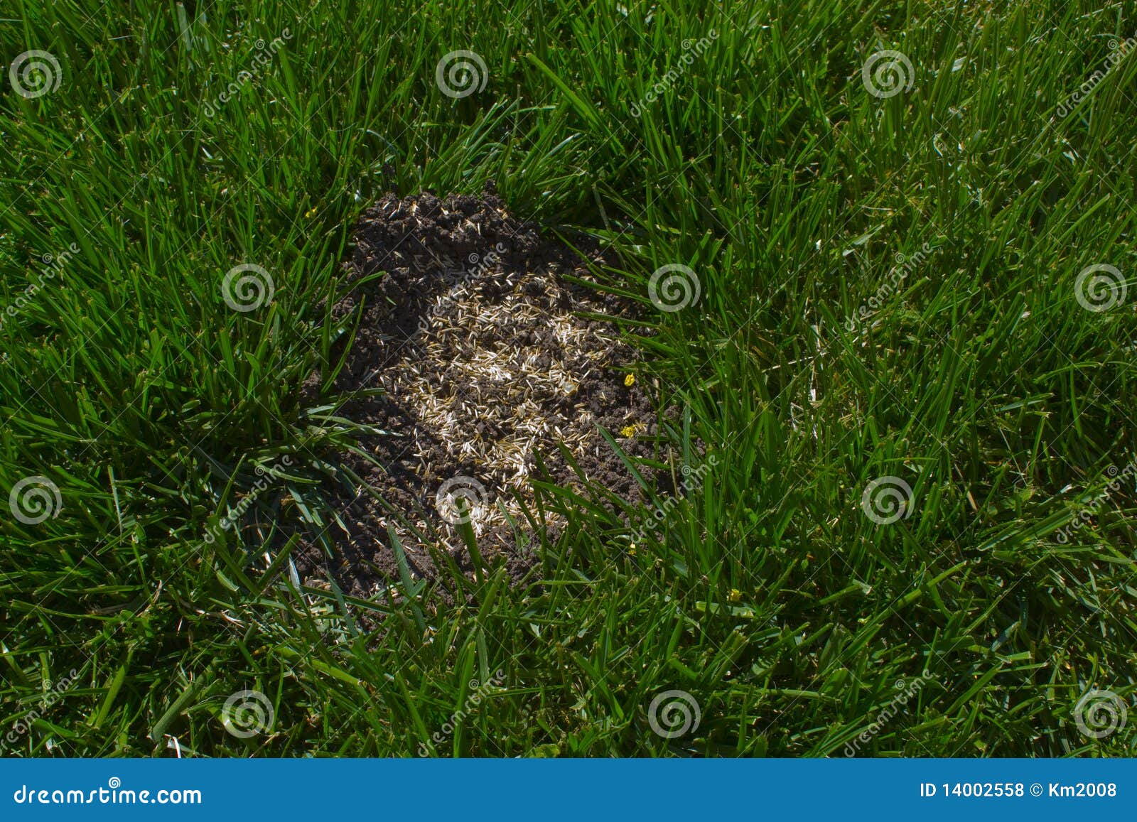Sowing Grass stock photo. Image of farming, germinating - 14002558