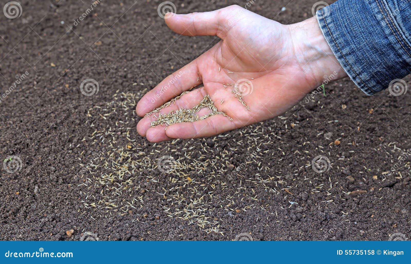 Sowing grass seed stock photo. Image of fingers, garden - 55735158