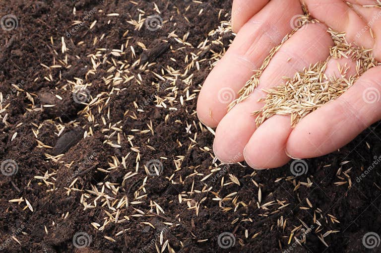 Sowing hand stock image. Image of sowing, hope, conservation - 15061443