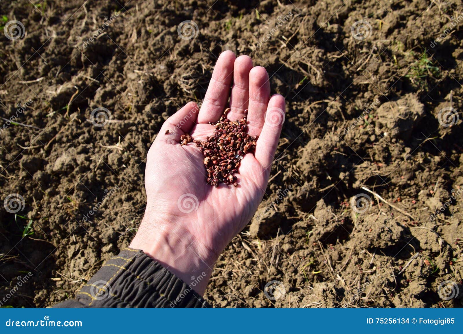 Sowing of Maize Out of Hand Stock Photo - Image of maize, agriculture ...
