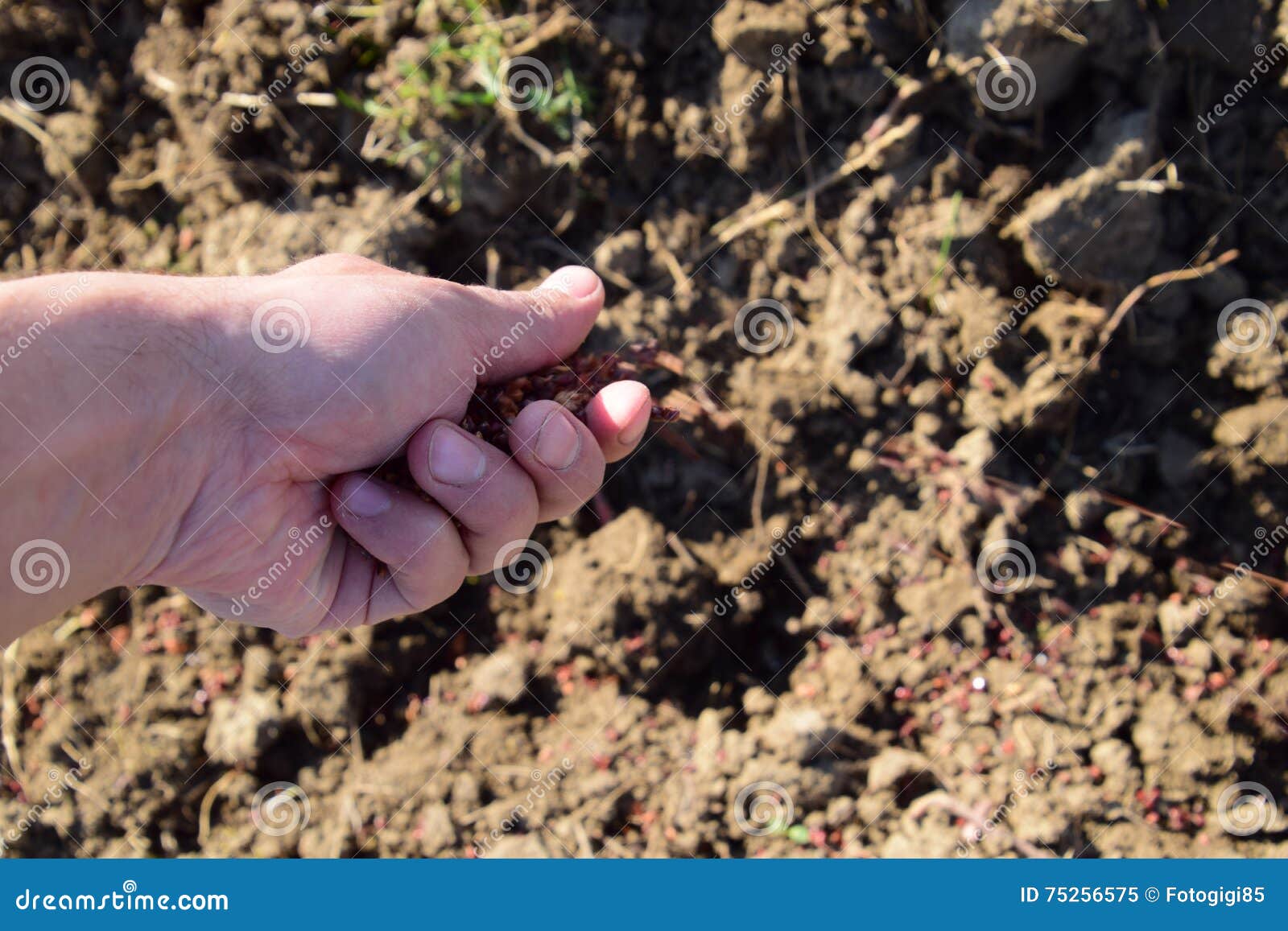 Sowing of Maize Out of Hand Stock Image - Image of detail, hands: 75256575