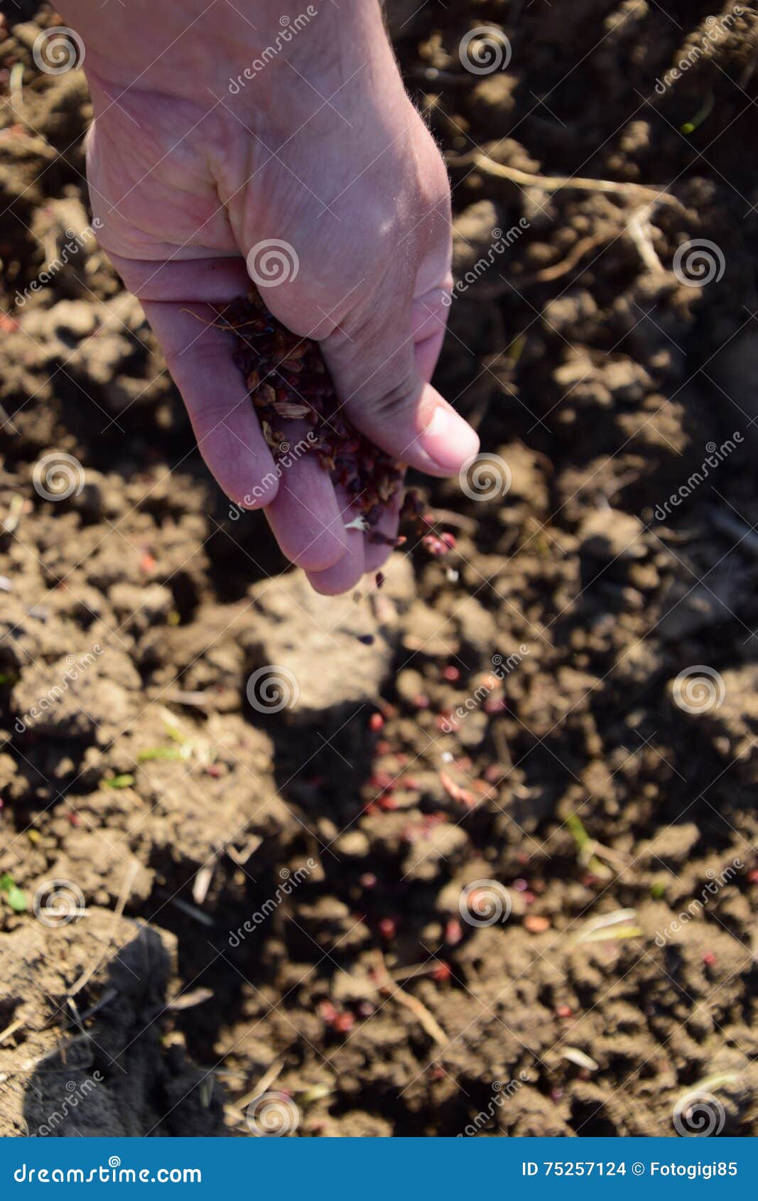 Sowing of Maize Out of Hand Stock Photo - Image of agreement, fertilize ...