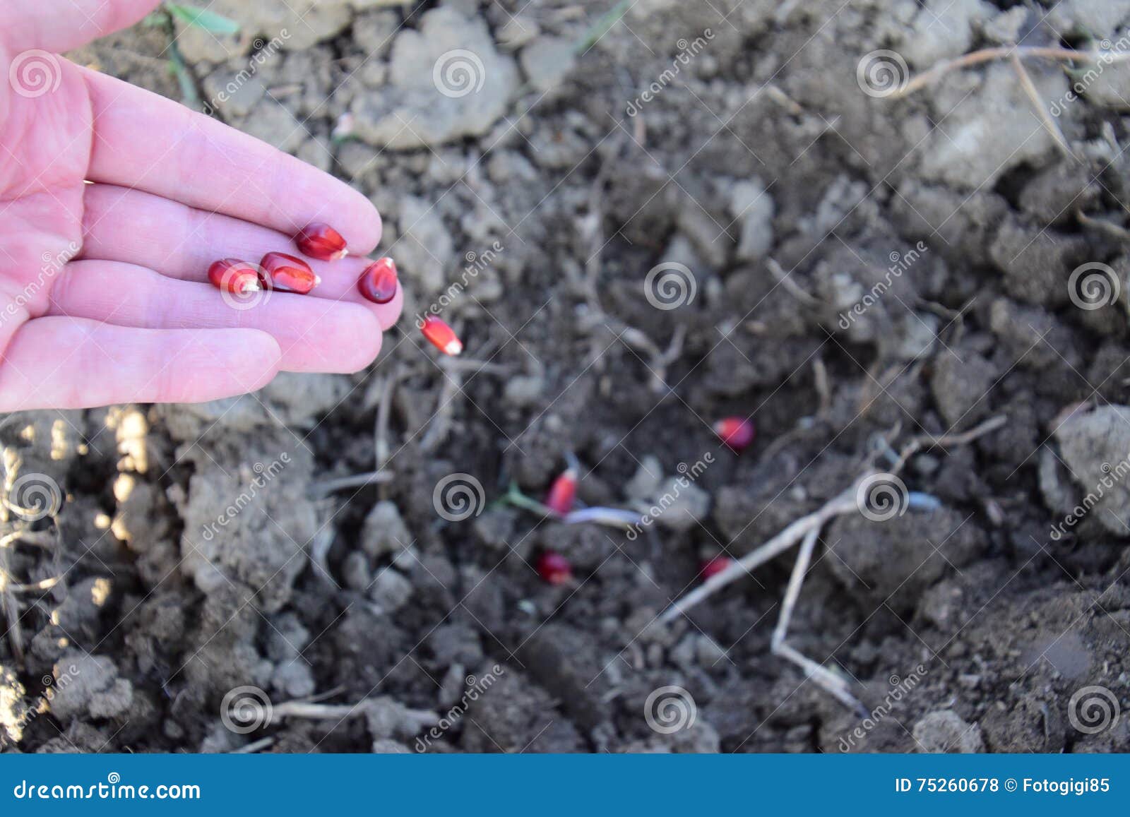 Sowing of Maize Out of Hand Stock Photo - Image of finger, forecasting ...