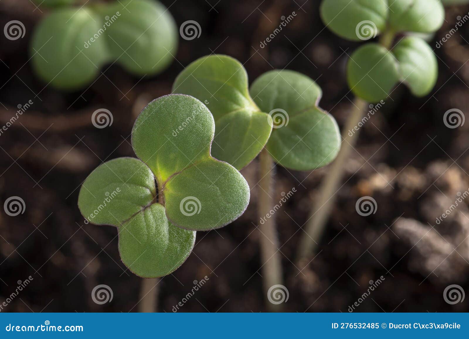 Sowing mustard seeds stock image. Image of agriculture - 276532485