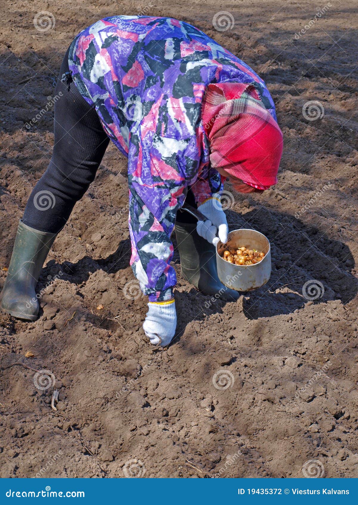 Sowing onions stock photo. Image of onions, sowing, weather - 19435372