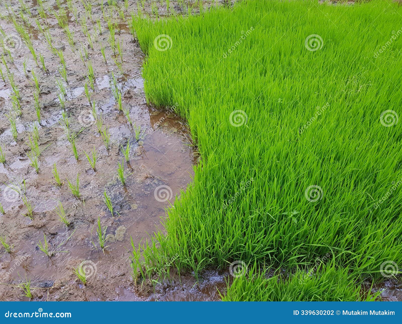 Sowing Rice after Harvest, Fertile Rice Seeds Stock Photo - Image of ...