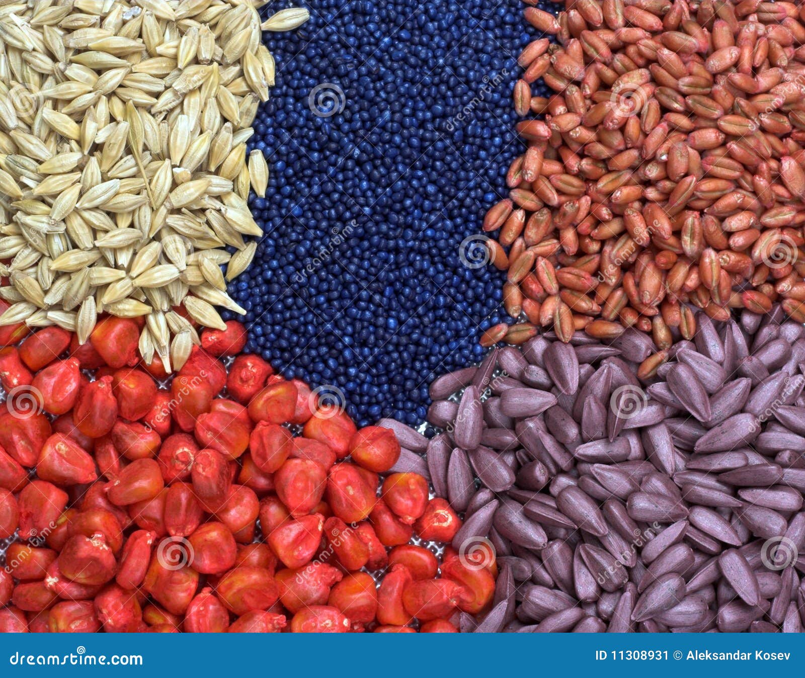 Sowing seed stock image. Image of close, cultivation - 11308931