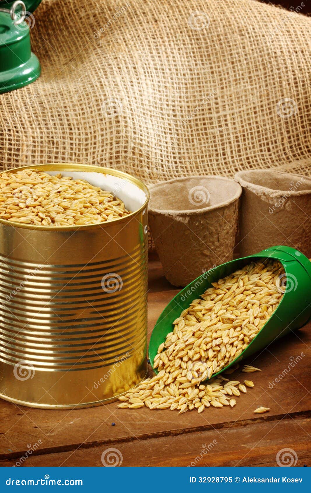 Sowing seed stock image. Image of wheat, nature, corn - 32928795
