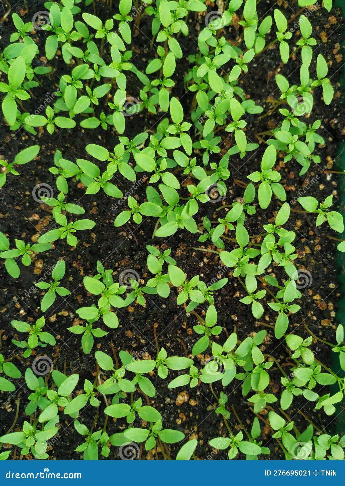 Sowing Seedlings in Spring, Shoots of Seedlings Stock Image - Image of ...