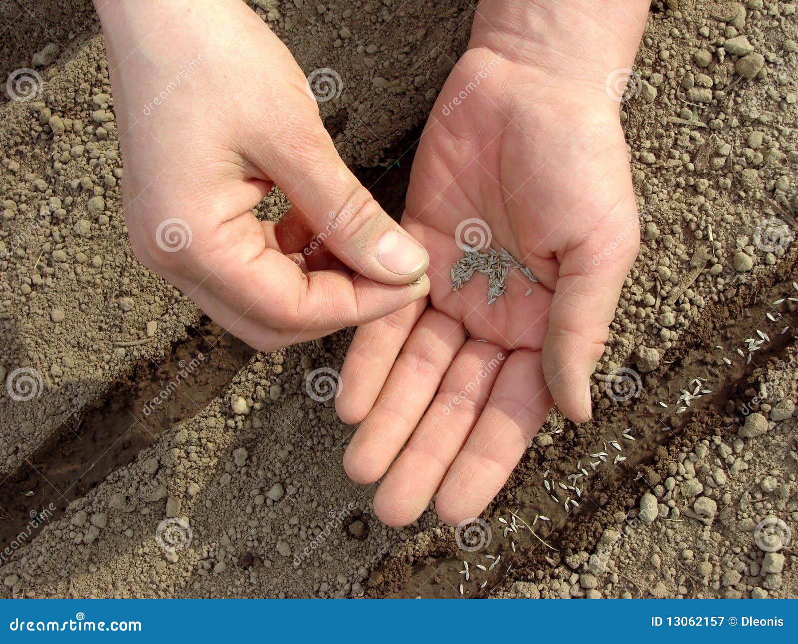 Sowing seeds stock image. Image of cultivate, flora, garden - 13062157