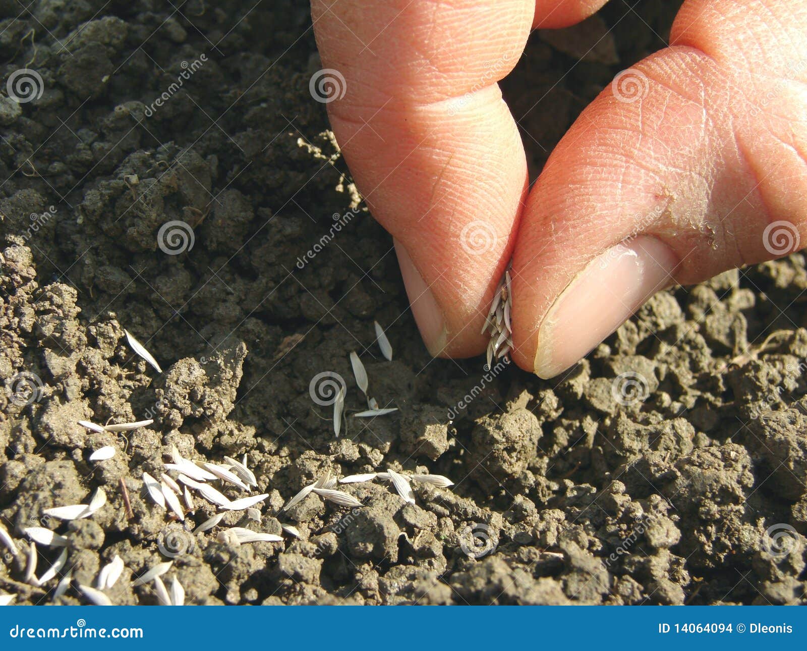 Sowing seeds stock photo. Image of hand, flora, cropping - 14064094