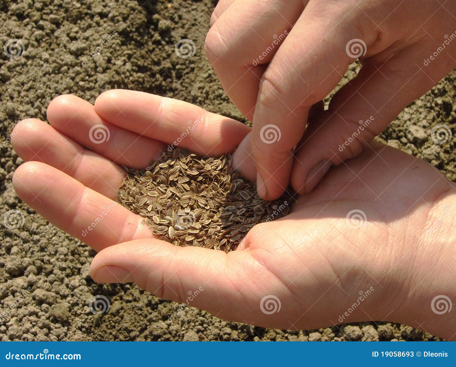 Sowing seeds stock image. Image of farming, agriculture - 19058693