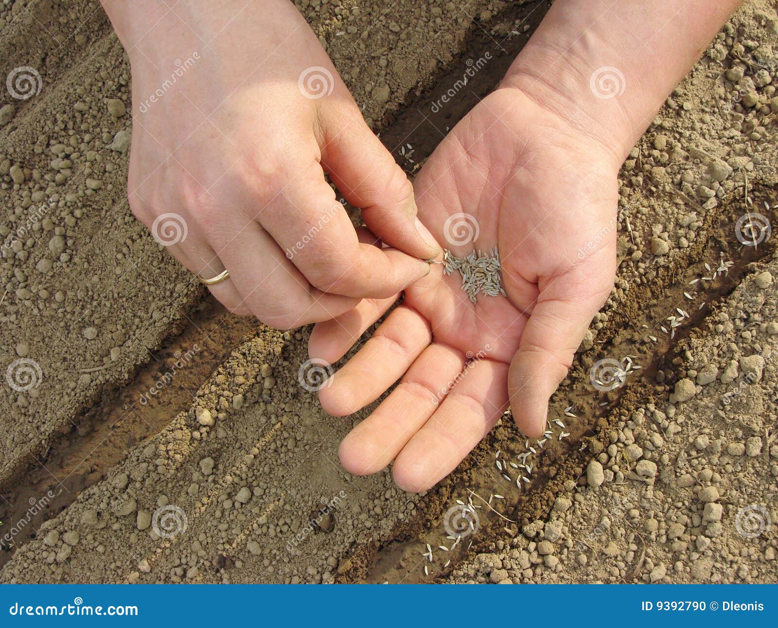Sowing seeds stock photo. Image of land, hand, crop, agriculture - 9392790