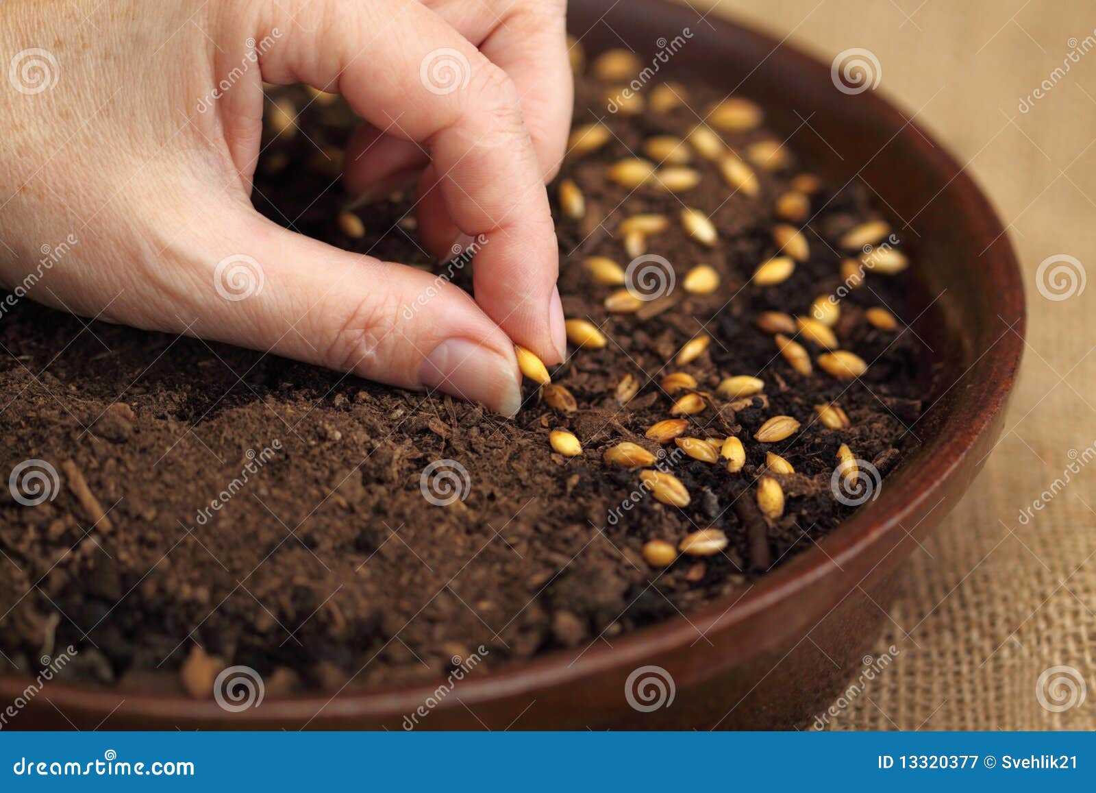 Sowing Seeds for Easter Green Crop Stock Image - Image of land, grain ...