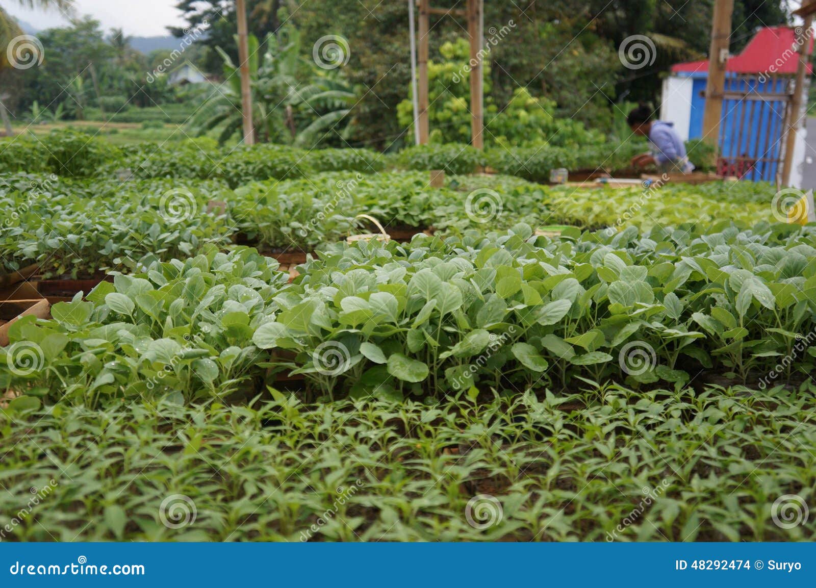 Sowing seeds editorial stock image. Image of business - 48292474