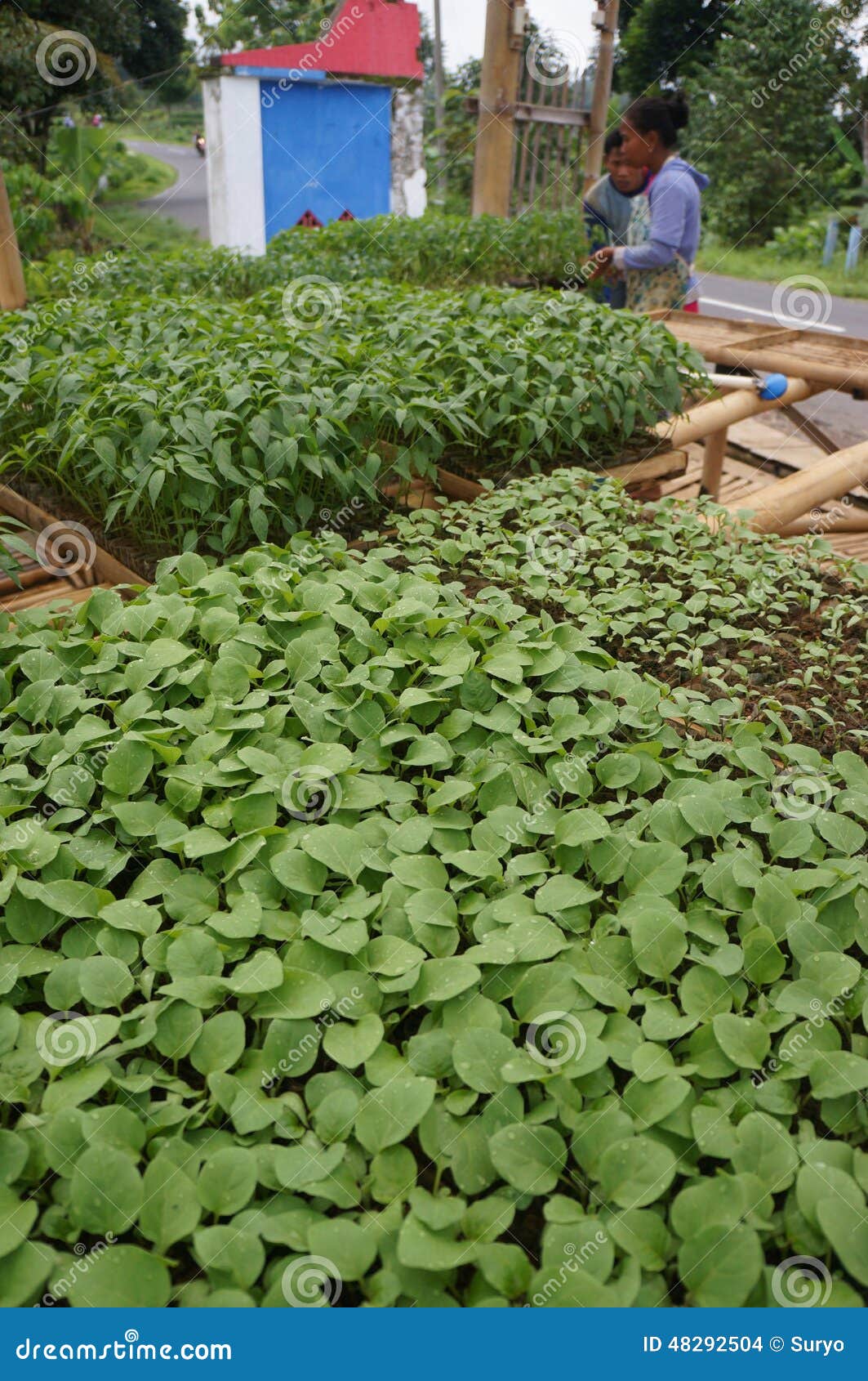 Sowing seeds editorial stock image. Image of plants, business - 48292504