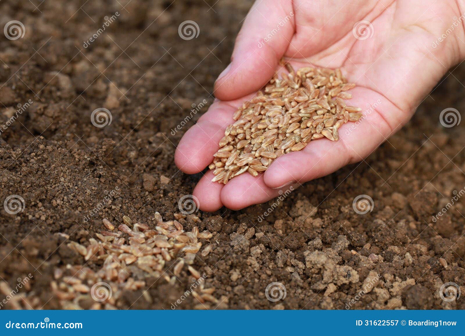 Sowing seeds in a garden stock image. Image of cultivate - 31622557