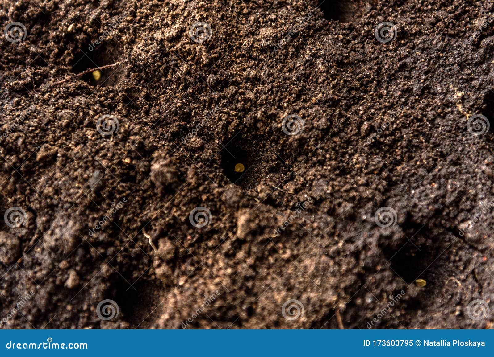 Sowing Seeds in the Ground. Stock Image - Image of beauty, dirt: 173603795