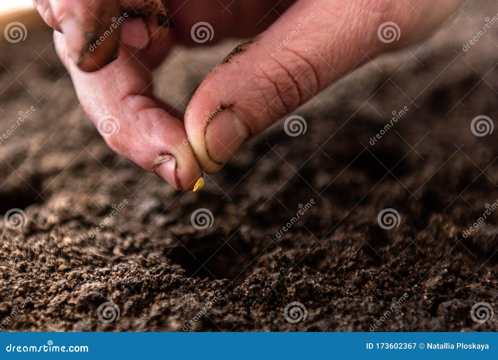 Sowing Seeds in the Ground. Stock Image - Image of fingers, beans ...