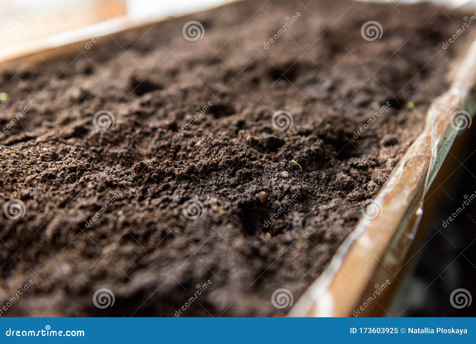 Sowing Seeds in the Ground. Stock Image - Image of daisy, holding ...