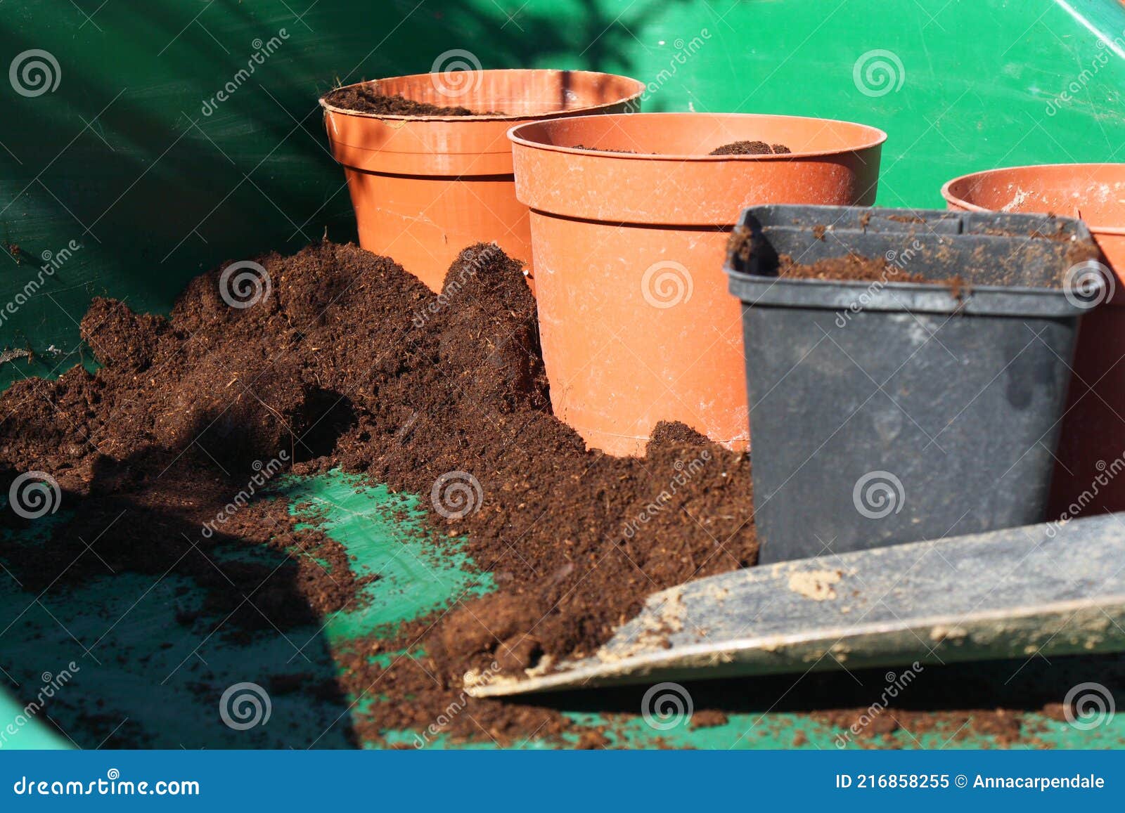 Sowing Seeds in Potting Compost in Plant Pots in the Sunshine Stock ... Sowing Seeds in Potting Compost in Plant Pots in the Sunshine Stock ...