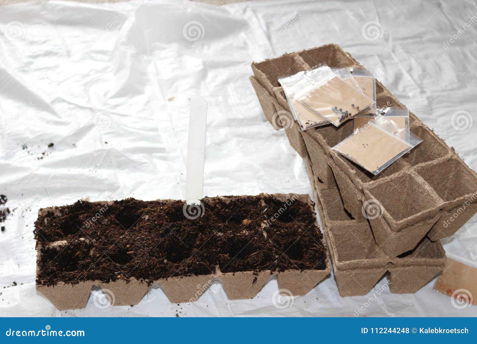 Sowing Seeds in Spring in Biodegradable Peat Pots Stock Photo - Image ...