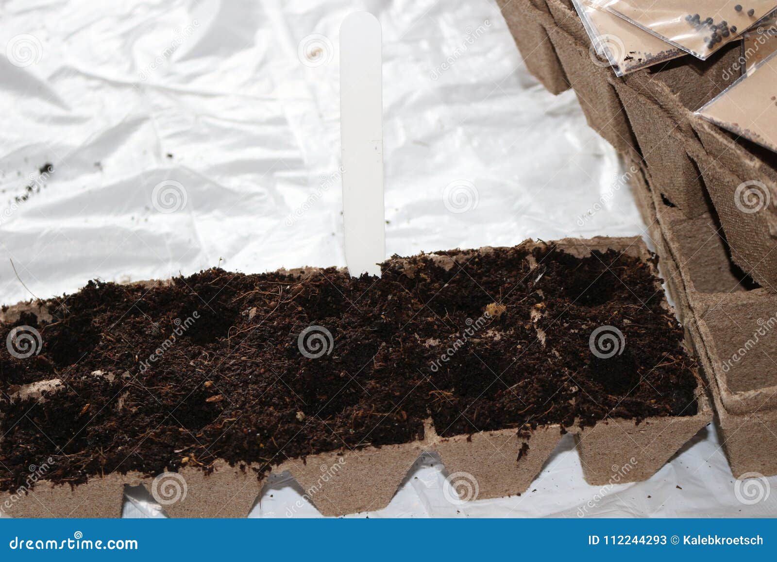 Sowing Seeds in Spring in Biodegradable Peat Pots Stock Image - Image ...