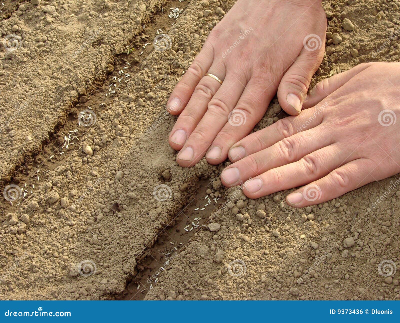 Sowing seeds stock photo. Image of hands, cultivation - 9373436