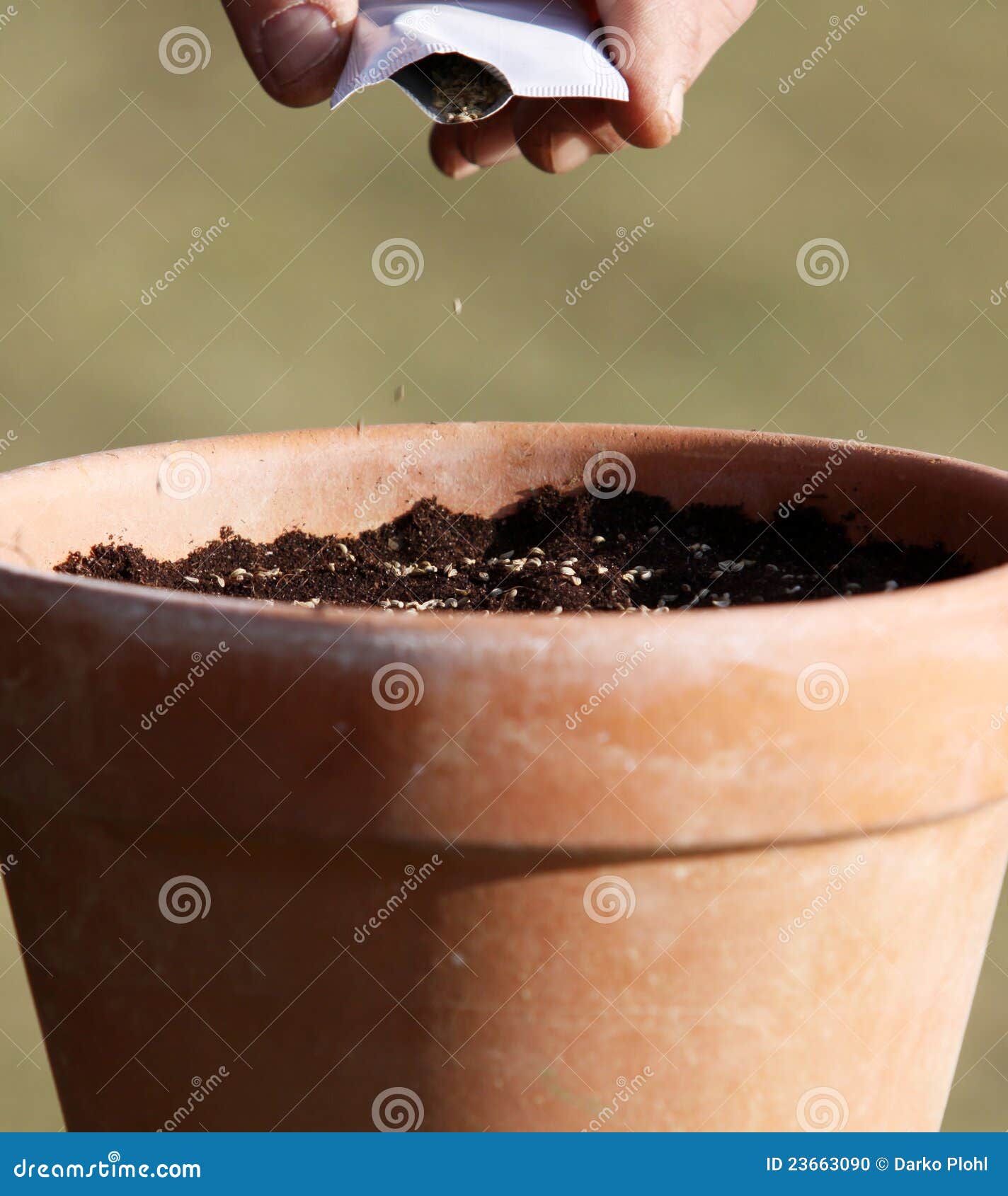 Sowing seeds in to the pot stock photo. Image of ceramics - 23663090