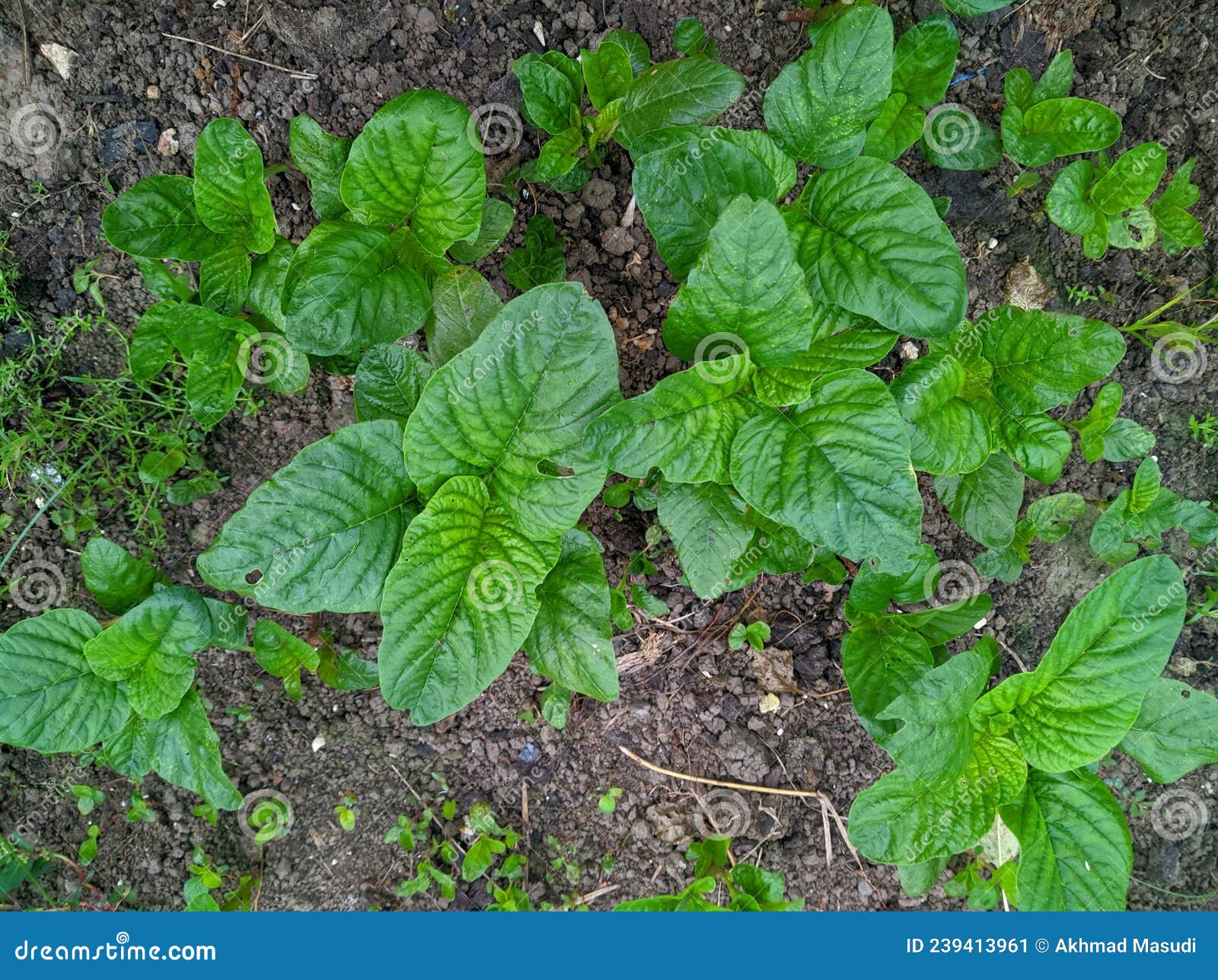 Sowing Spinach Seeds on the Ground Stock Image - Image of produce ...