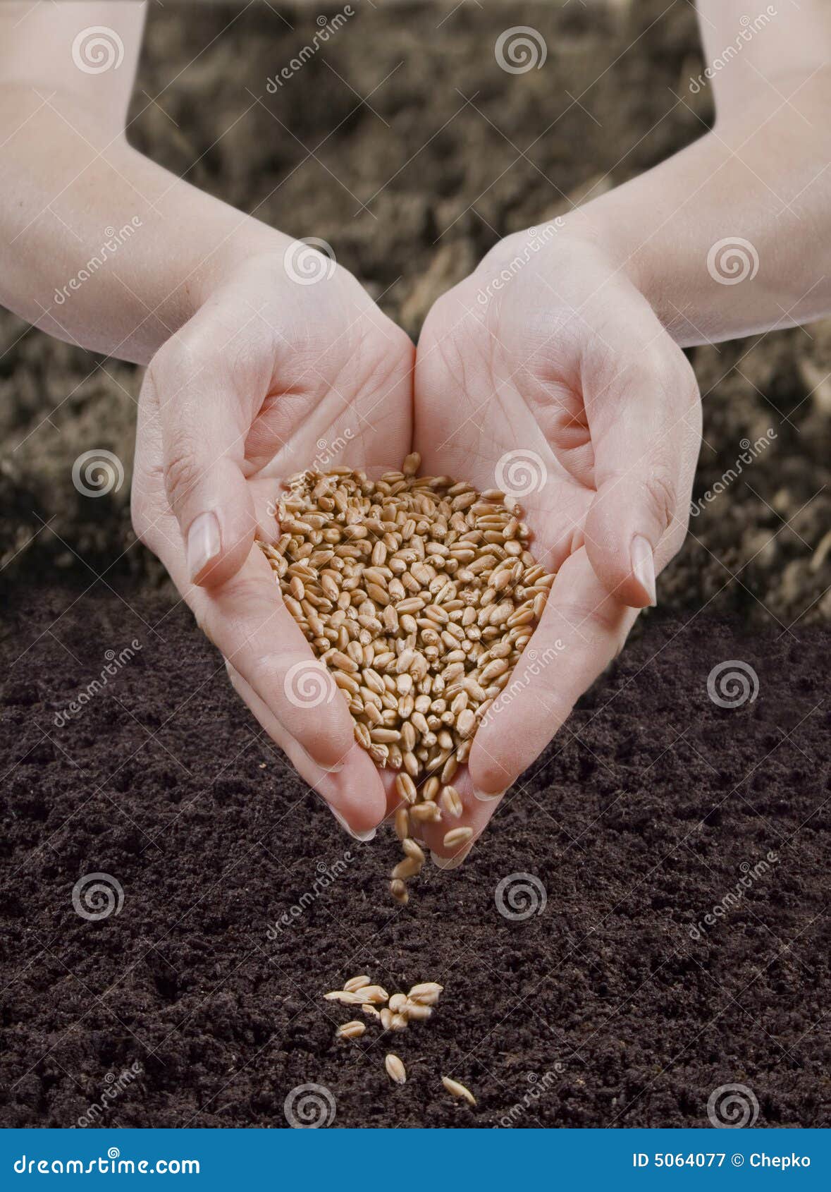Sowing wheat stock image. Image of hope, ground, nature - 5064077