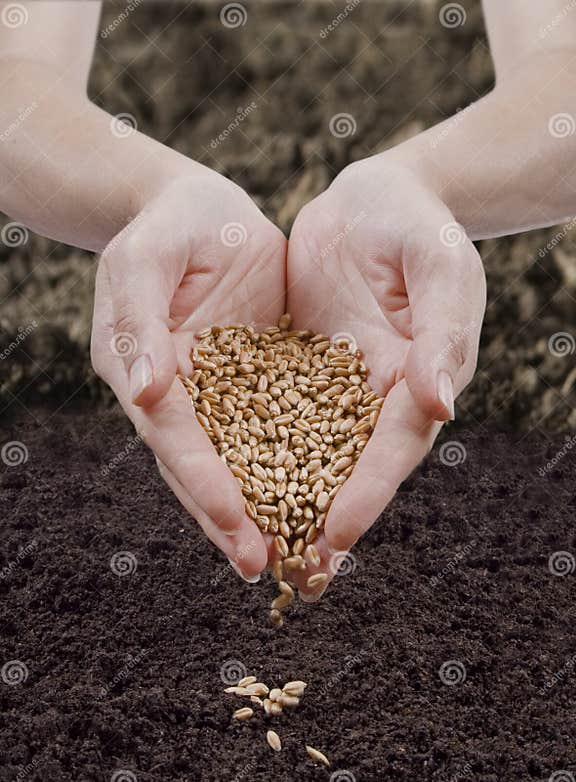 Sowing wheat stock image. Image of hope, ground, nature - 5064077
