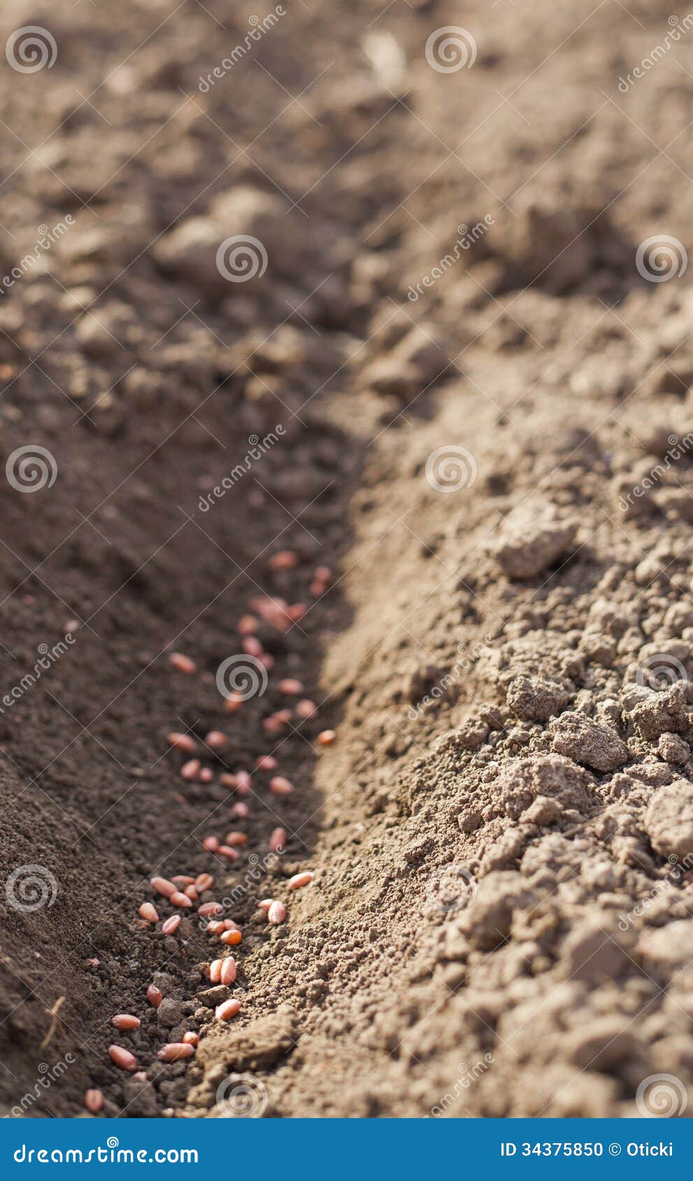 Sowing Wheat Grains at Field Stock Photo - Image of sowing, heap: 34375850