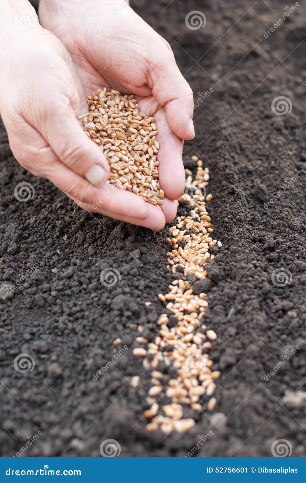 Sowing of Wheat in the Ground. Agriculture. Stock Image - Image of ...