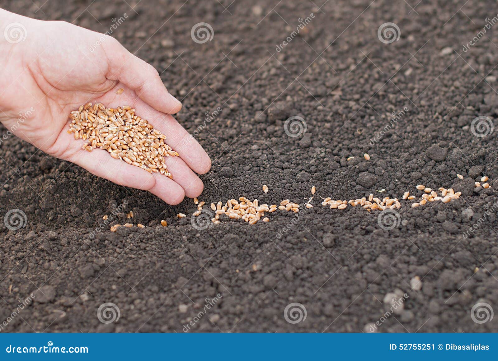 Sowing of Wheat in the Ground. Stock Image - Image of human, ground ...