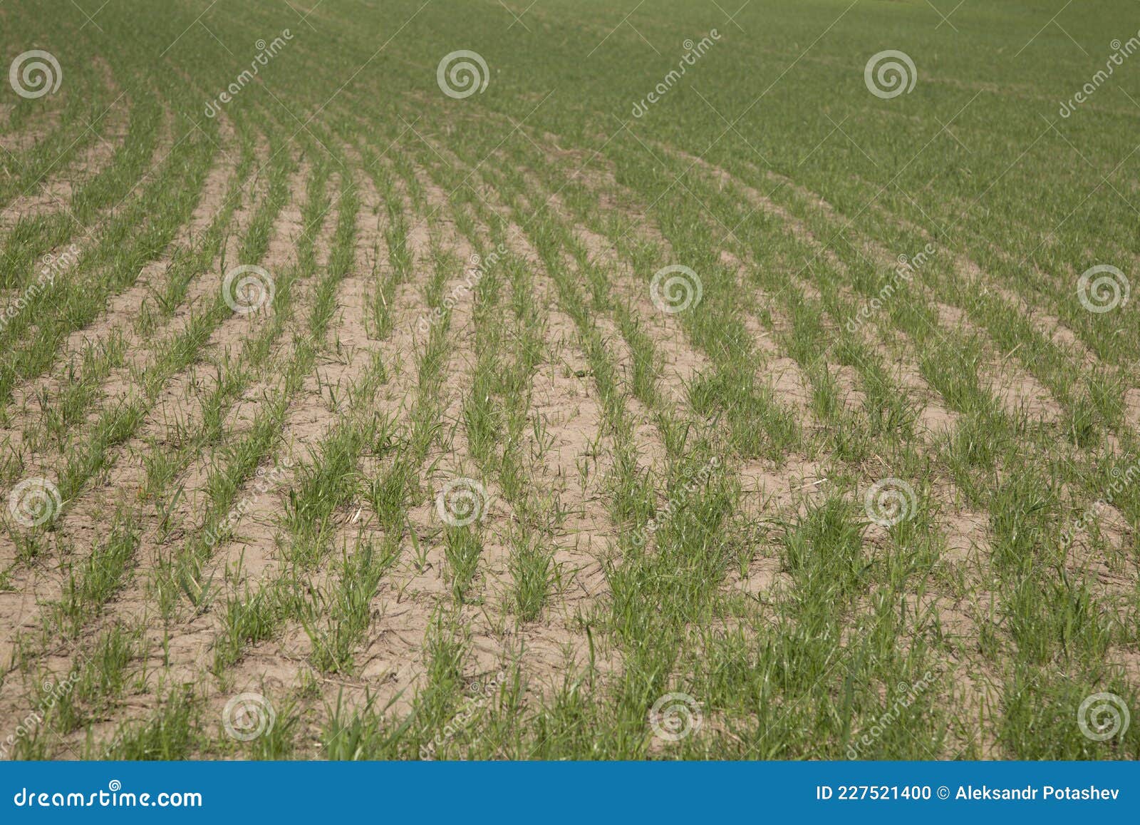 Sowing of Winter Crops. the Growth of Winter Crops in the Field Stock ...