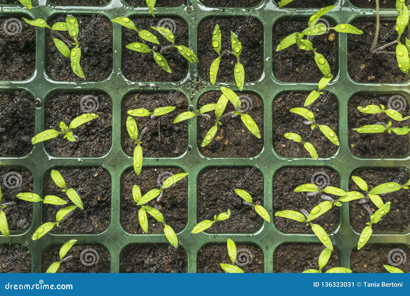 Sowing with Young Seedlings of Tomatoes Germinating Stock Image - Image ...