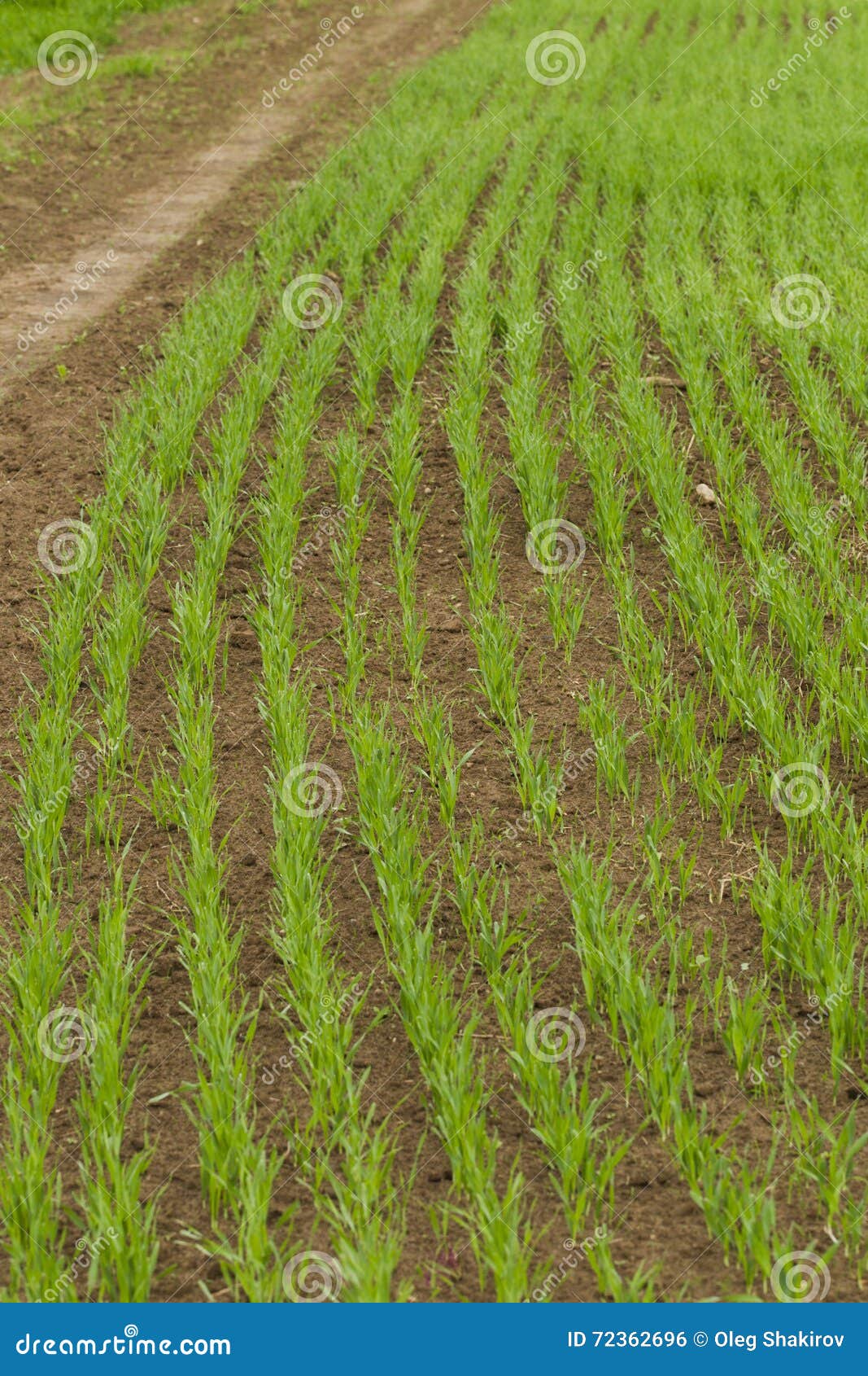 Sown Farm Field stock photo. Image of green, land, light - 72362696