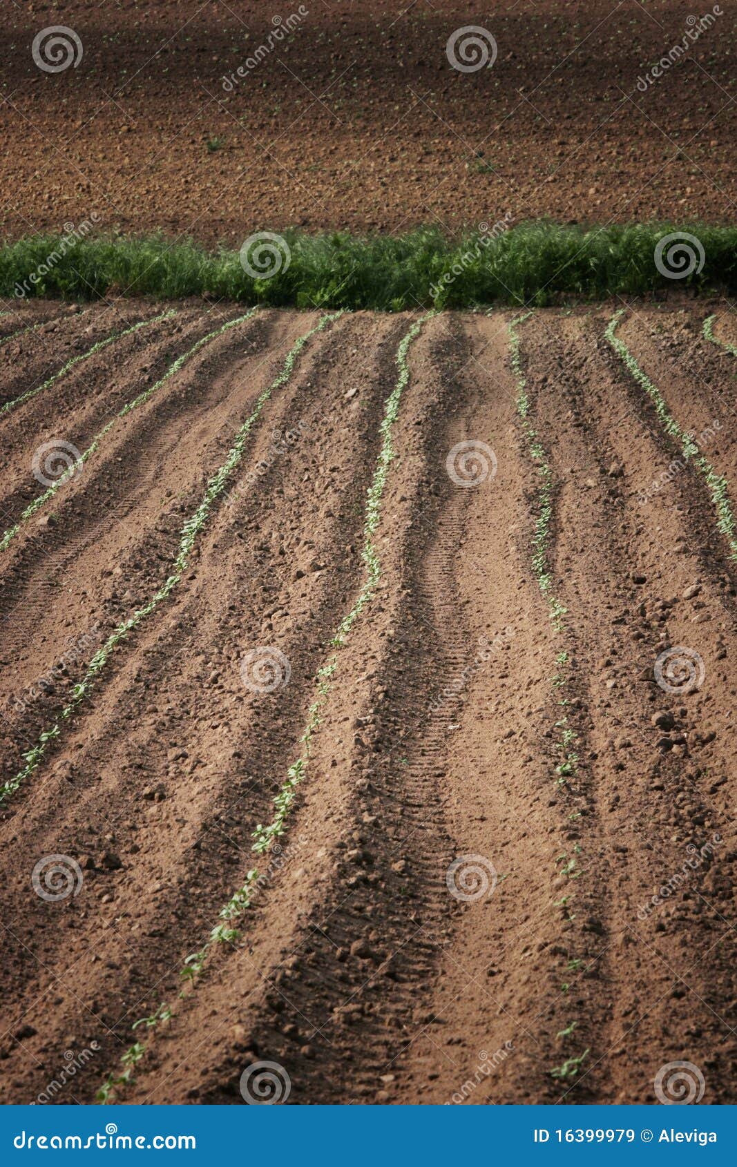 Sown field stock image. Image of harvest, brown, countryside - 16399979